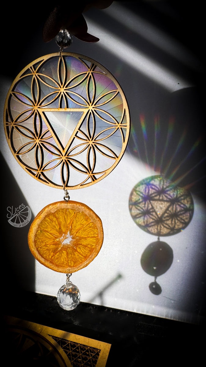 Sacred Fruit 4” Citrus Suncatcher – Slices Of Citrus LLC